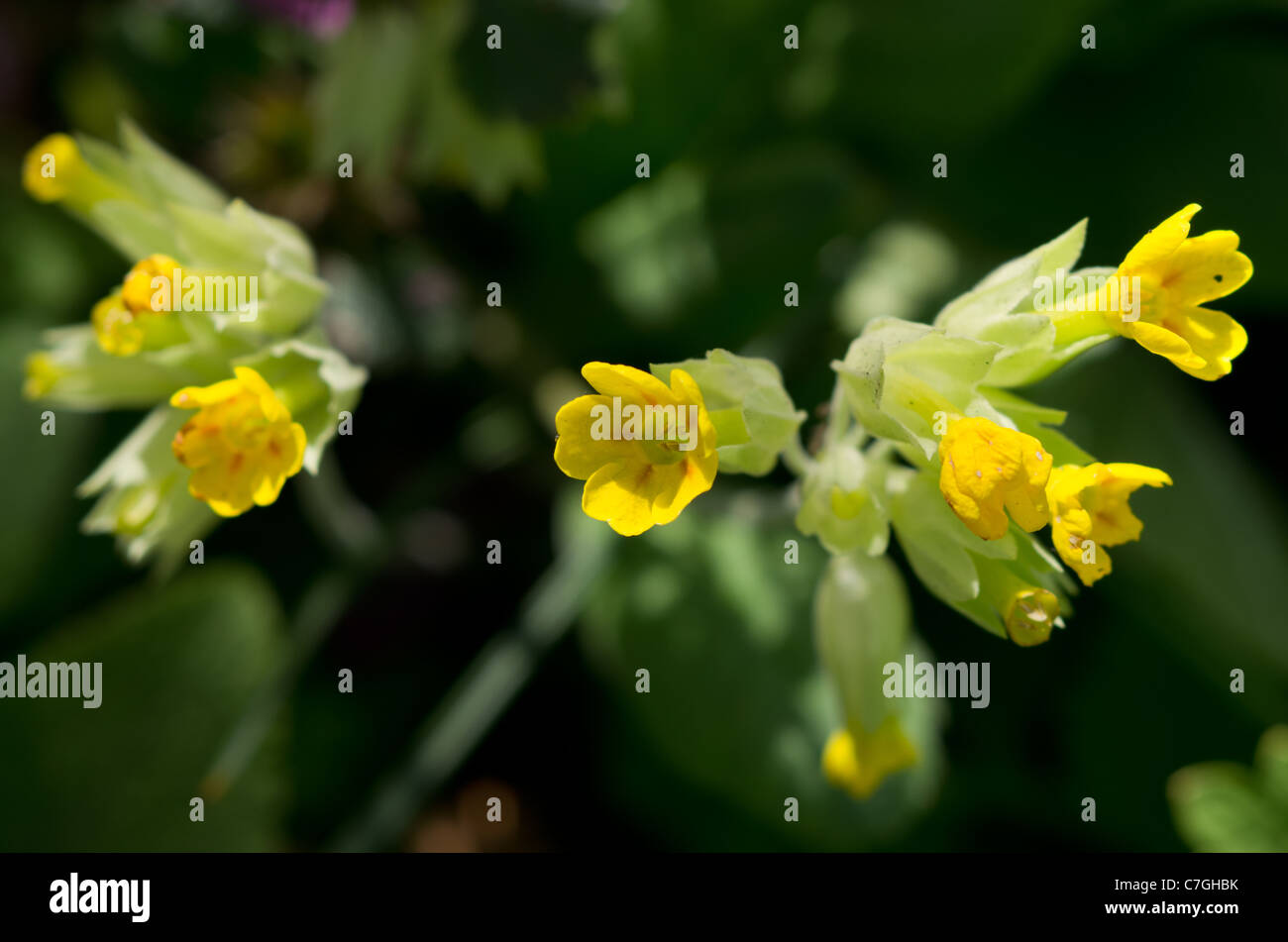 Cowslip primula veris flowers hi-res stock photography and images - Alamy
