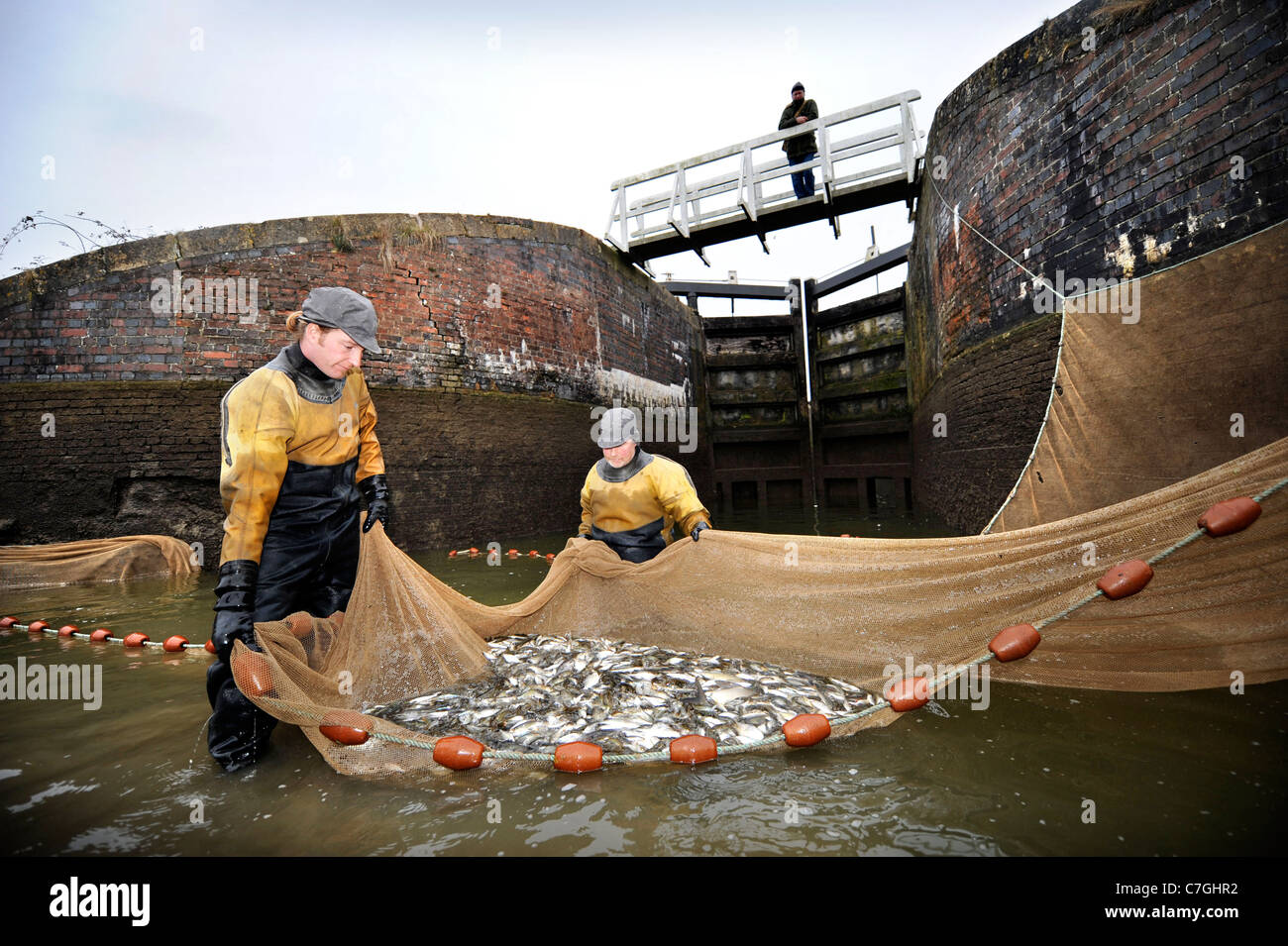 British Waterways ecologists drain the side ponds of Caen Hill Lock ...