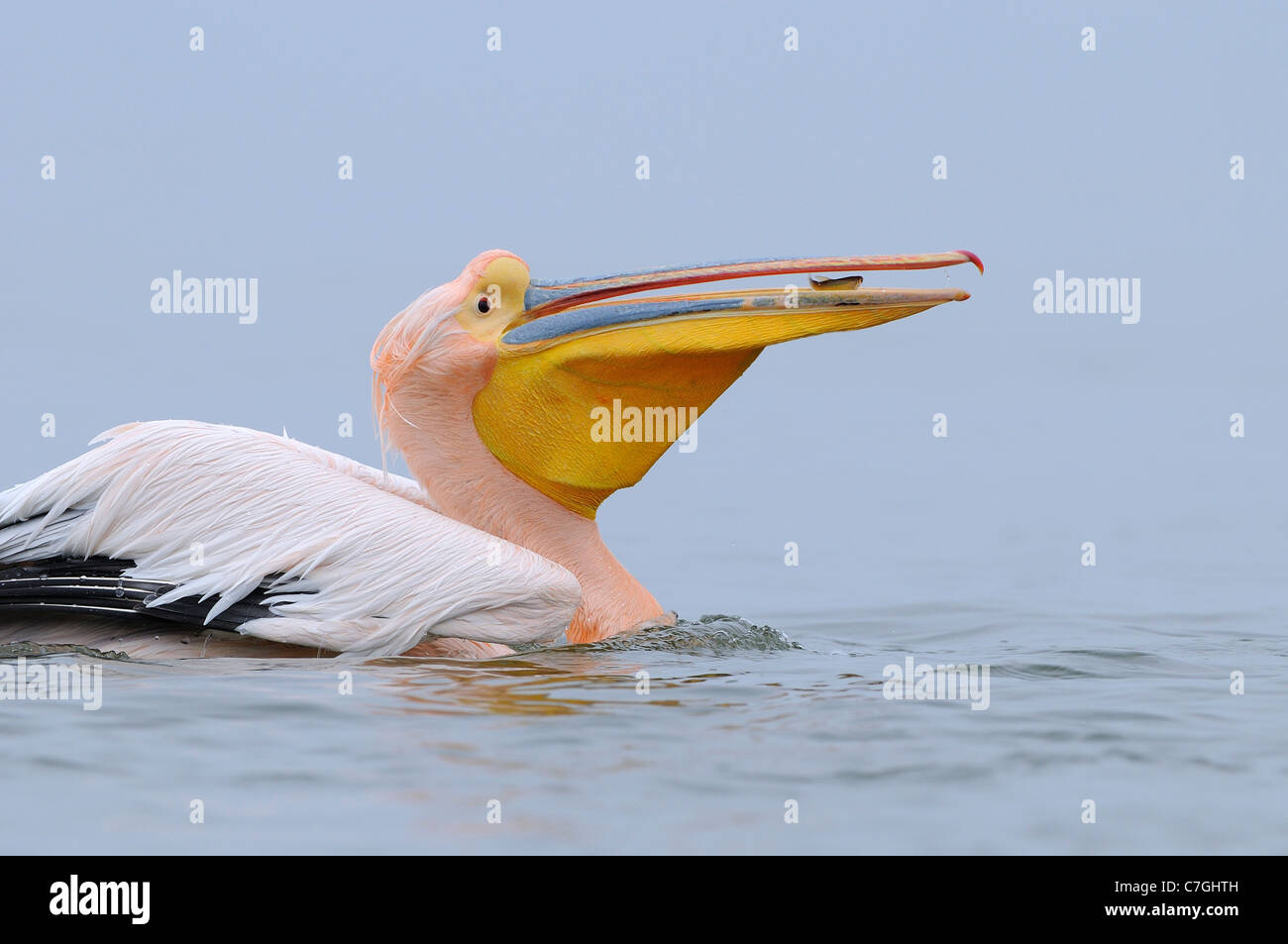 Pelican eating hi-res stock photography and images - Alamy
