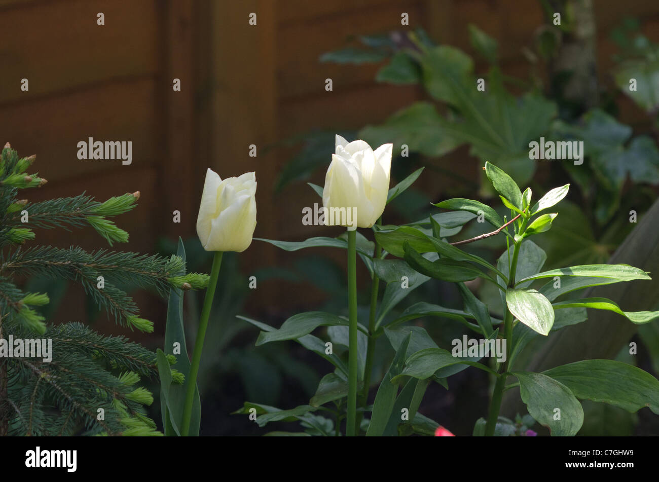 Tulip shade hi-res stock photography and images - Alamy