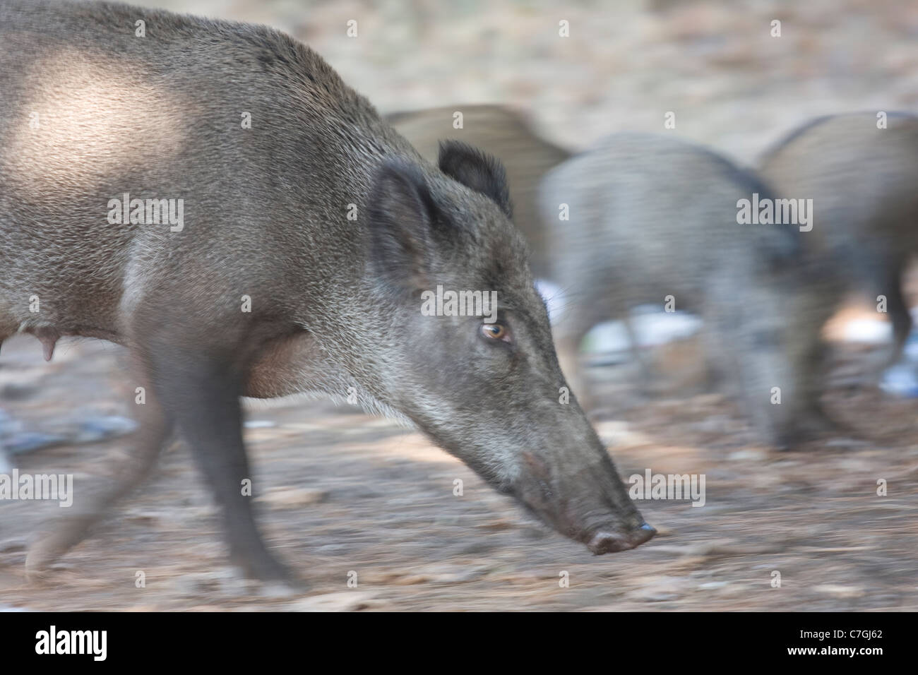 Wild pig in a natural habitat Stock Photo - Alamy