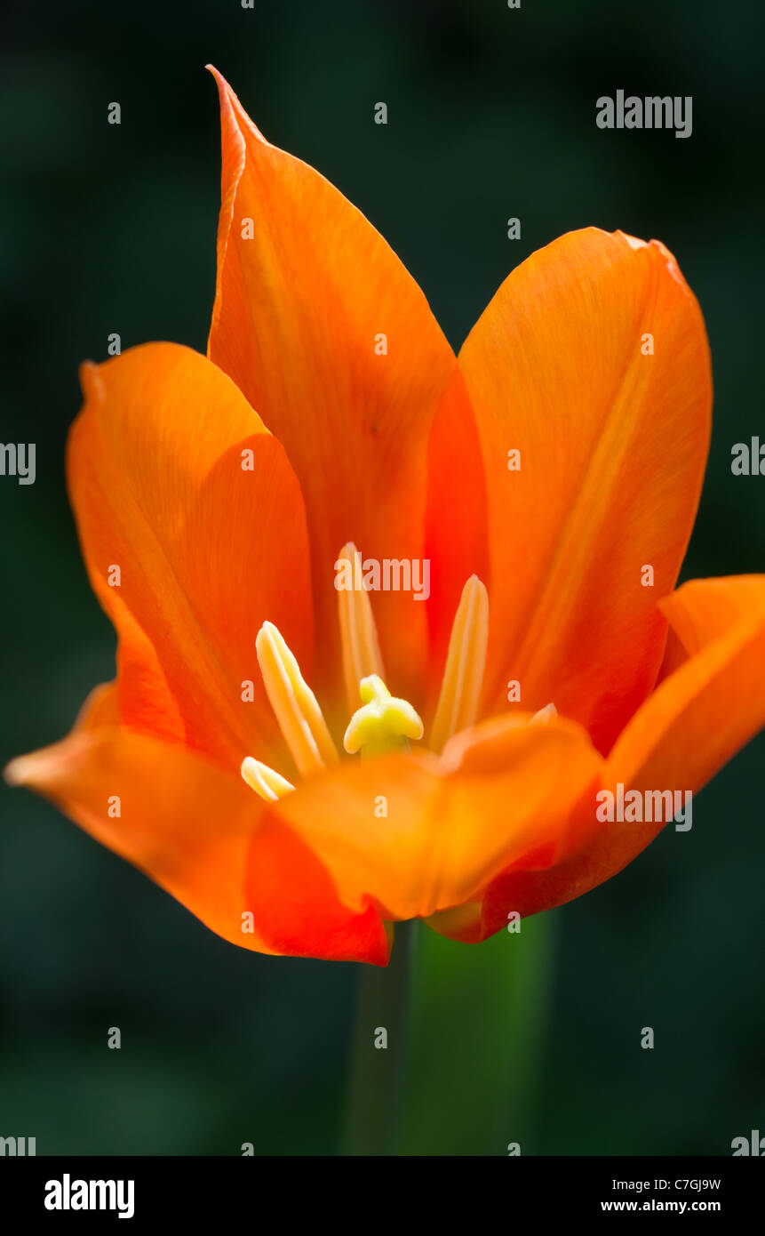Ballerina tulip hi-res stock photography and images - Alamy