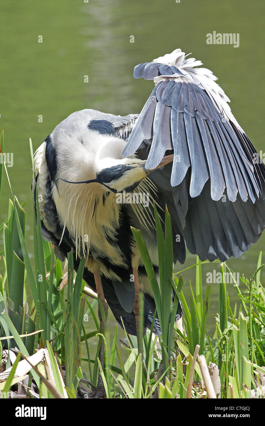 Grey heron preening hi-res stock photography and images - Alamy