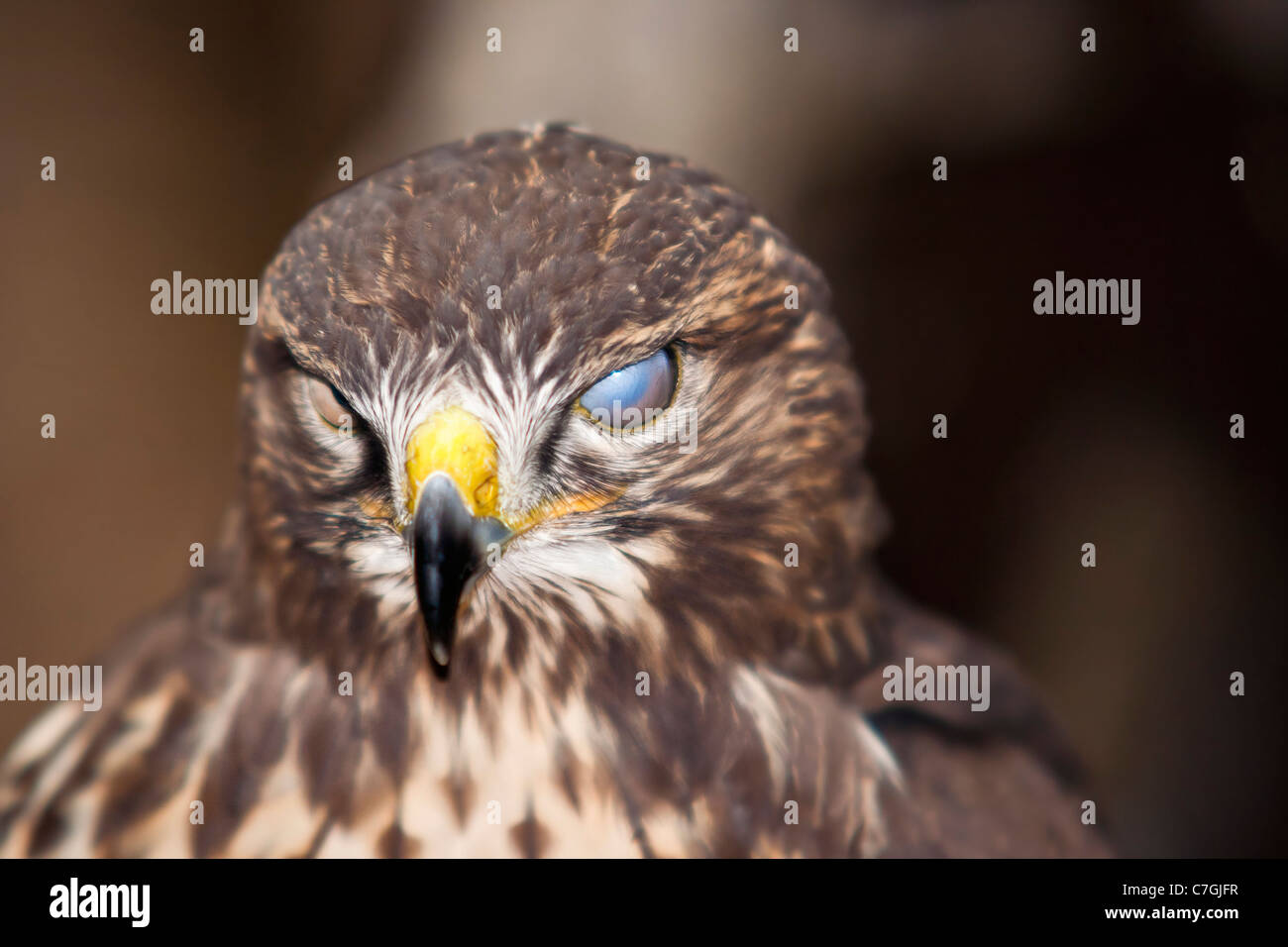 head of the buzzard - European buzzard - bird of prey Stock Photo - Alamy