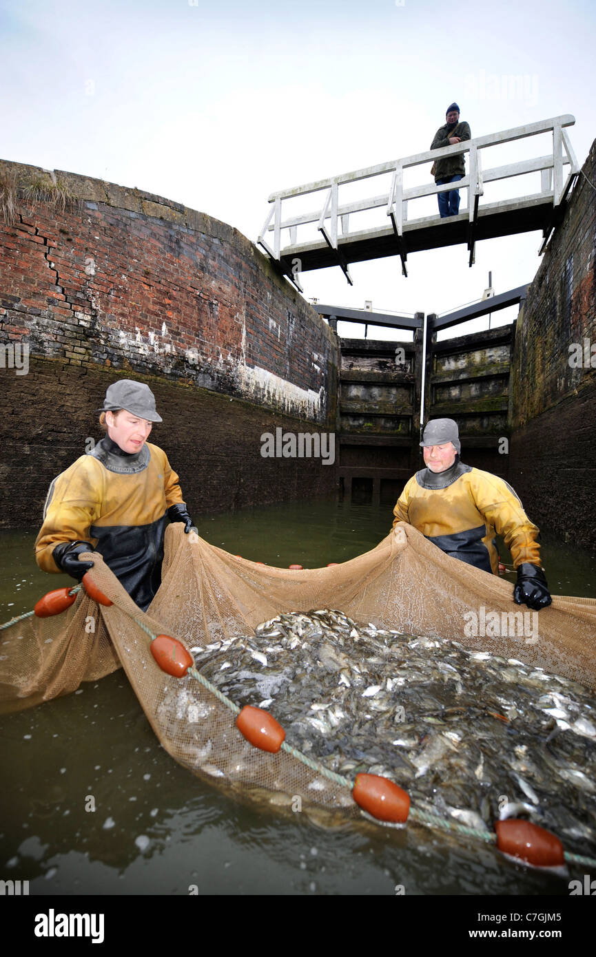 British Waterways ecologists drain the side ponds of Caen Hill Lock ...