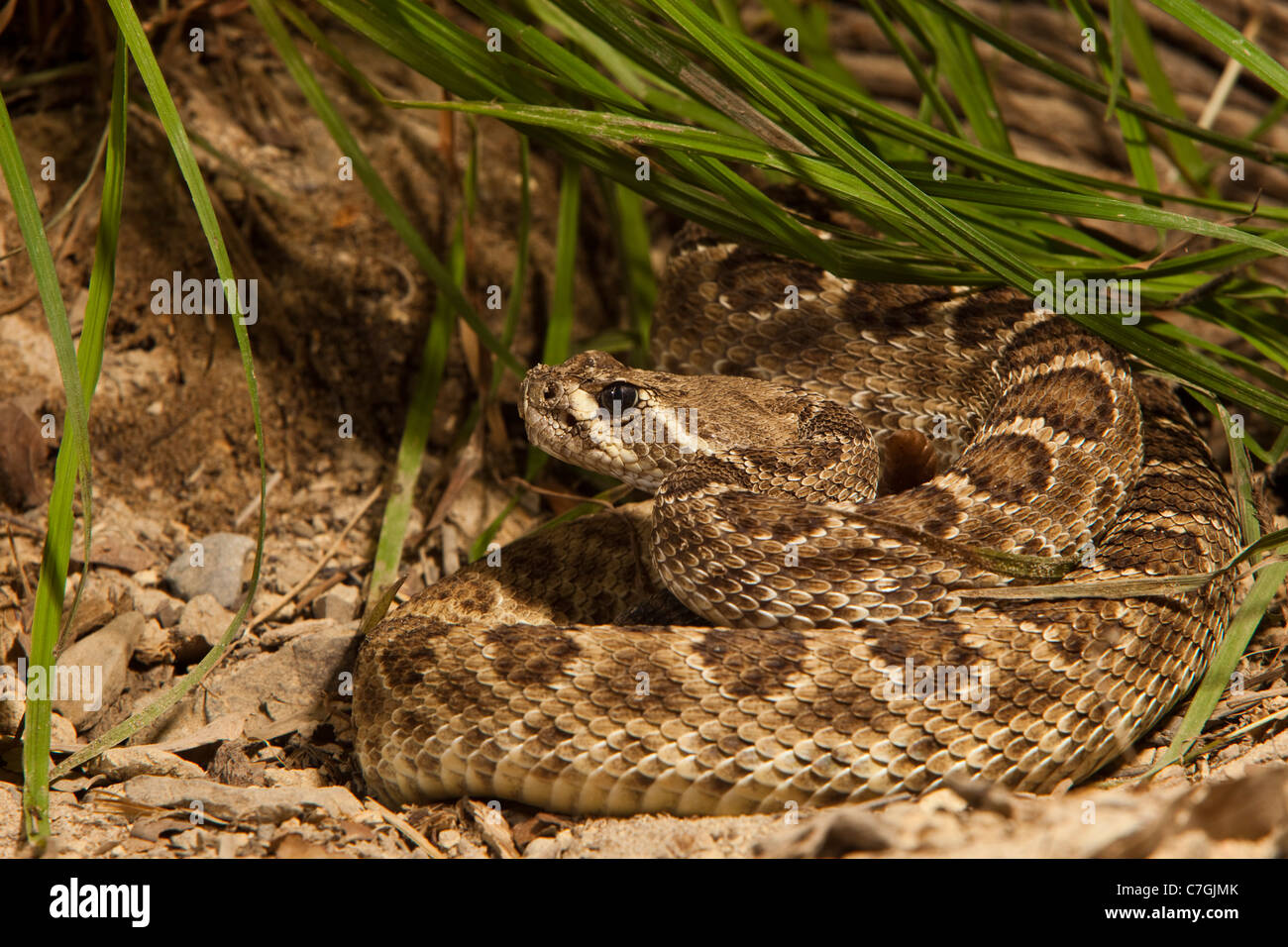 Western rattlesnake hi-res stock photography and images - Alamy
