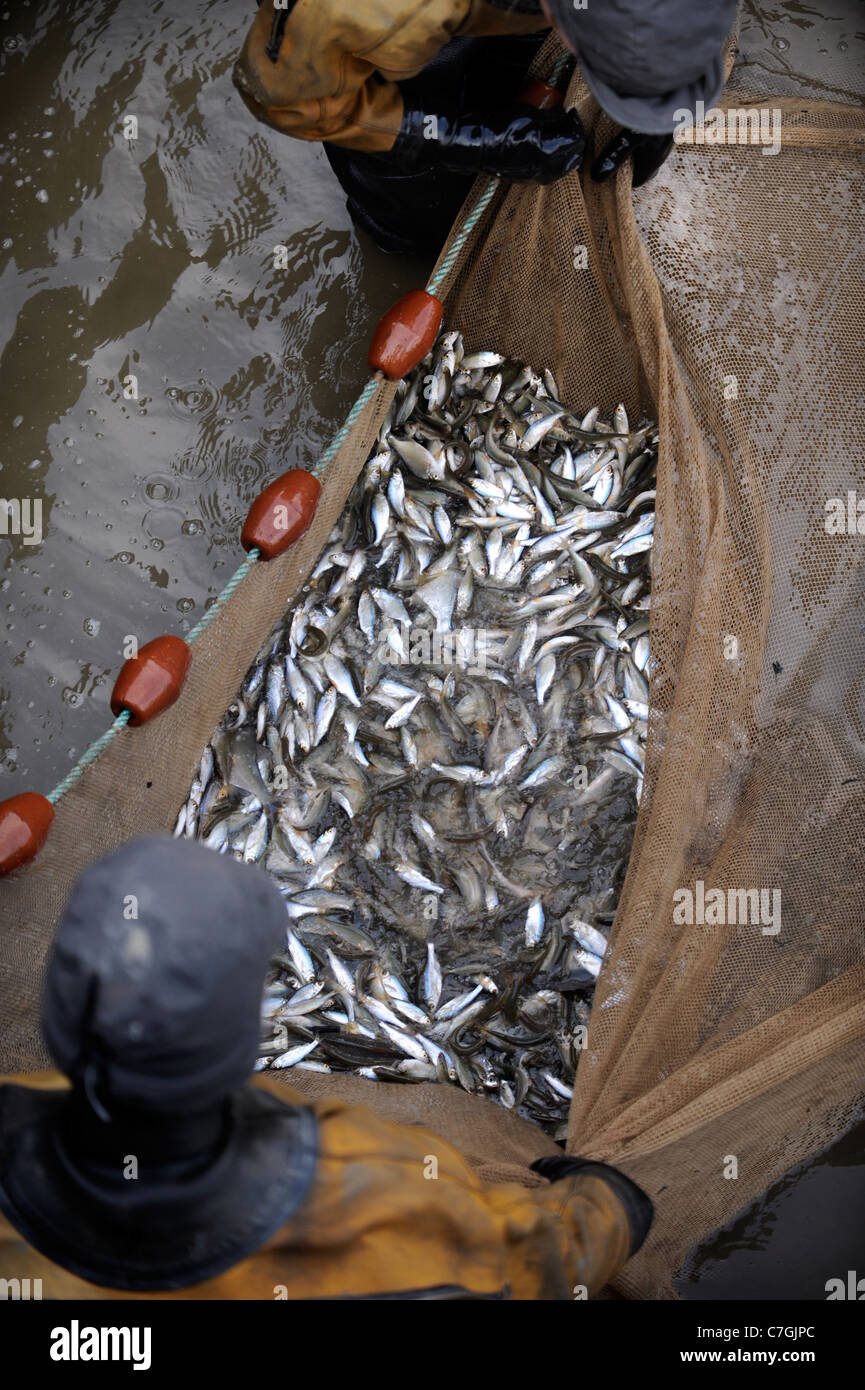 British Waterways ecologists drain the side ponds of Caen Hill Lock ...