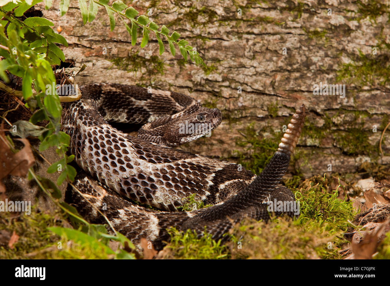 Timber Rattlesnake Crotalus horridus horridus Stock Photo - Alamy