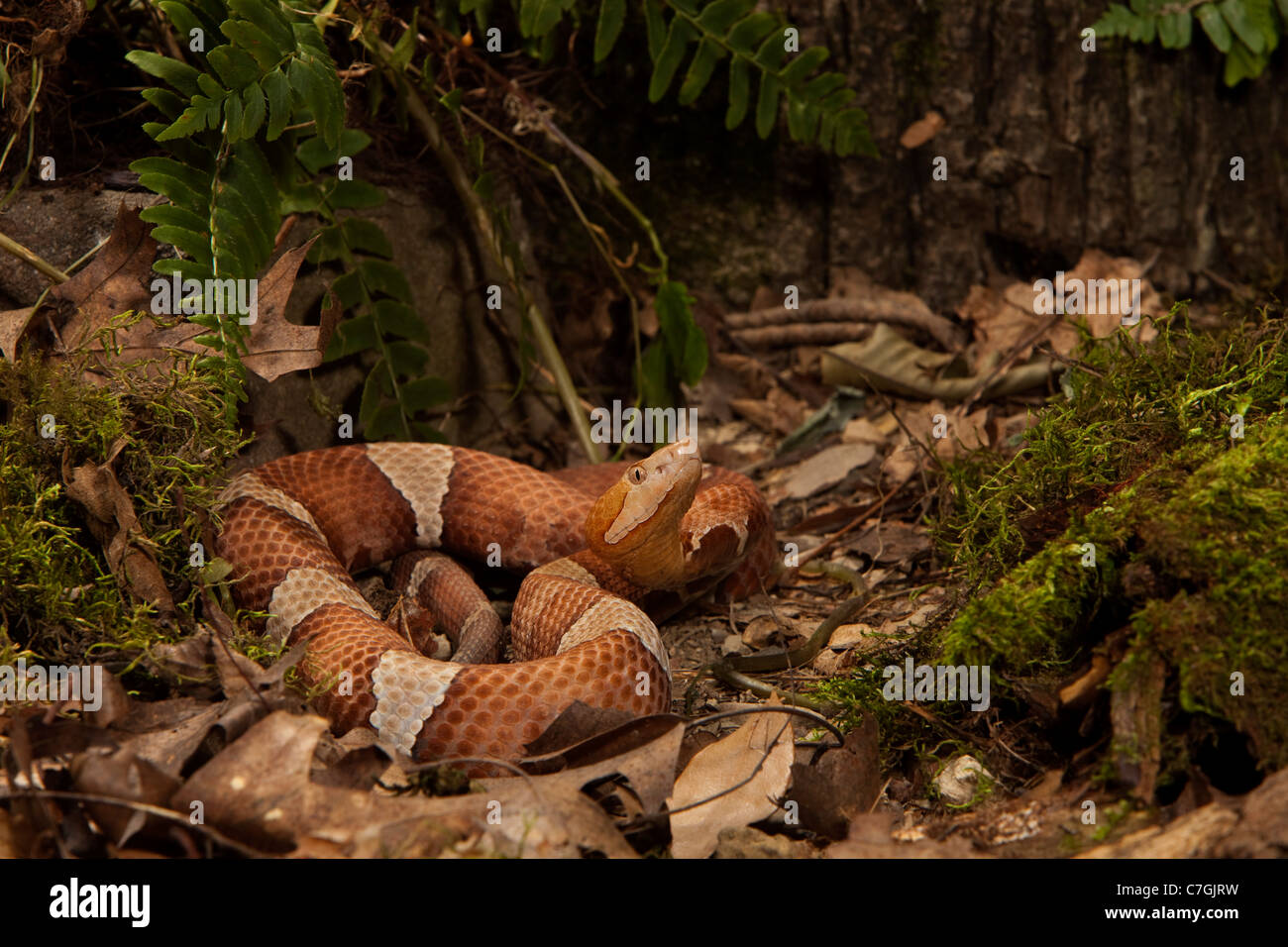 Broad banded copperhead snake hi-res stock photography and images - Alamy