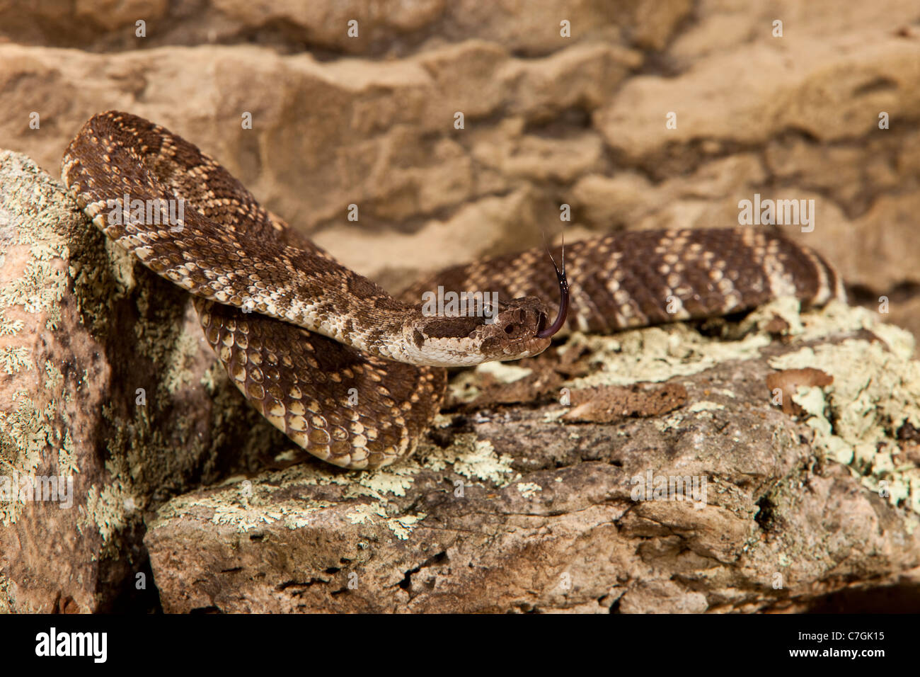 Southern Pacific Rattlesnake Crotalus viridis helleri Stock Photo - Alamy