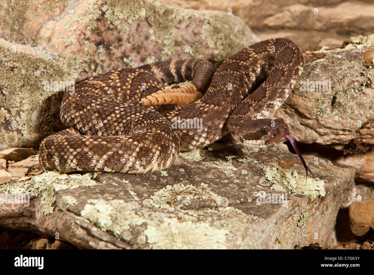 Southern Pacific Rattlesnake Crotalus viridis helleri Stock Photo - Alamy