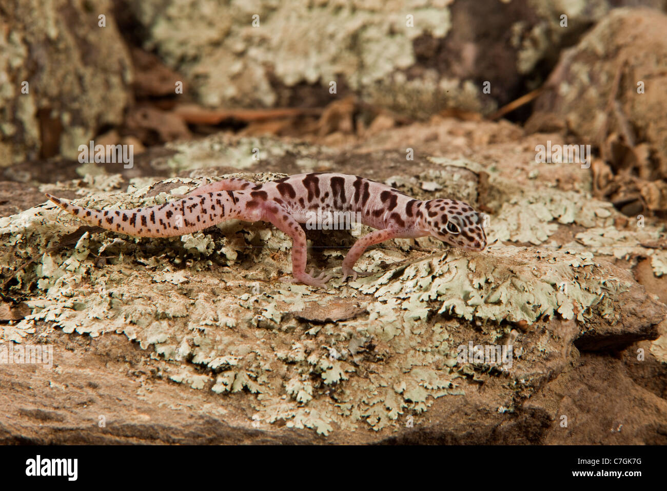 Western Banded Gecko Coleonyx variegates Stock Photo - Alamy