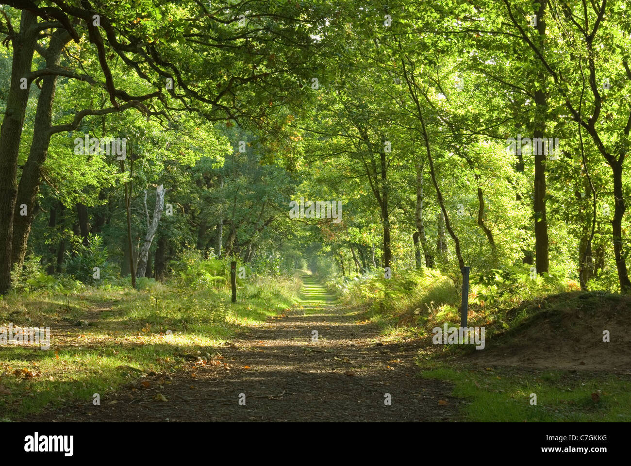 Sherwood Forest Autumn High Resolution Stock Photography and Images - Alamy