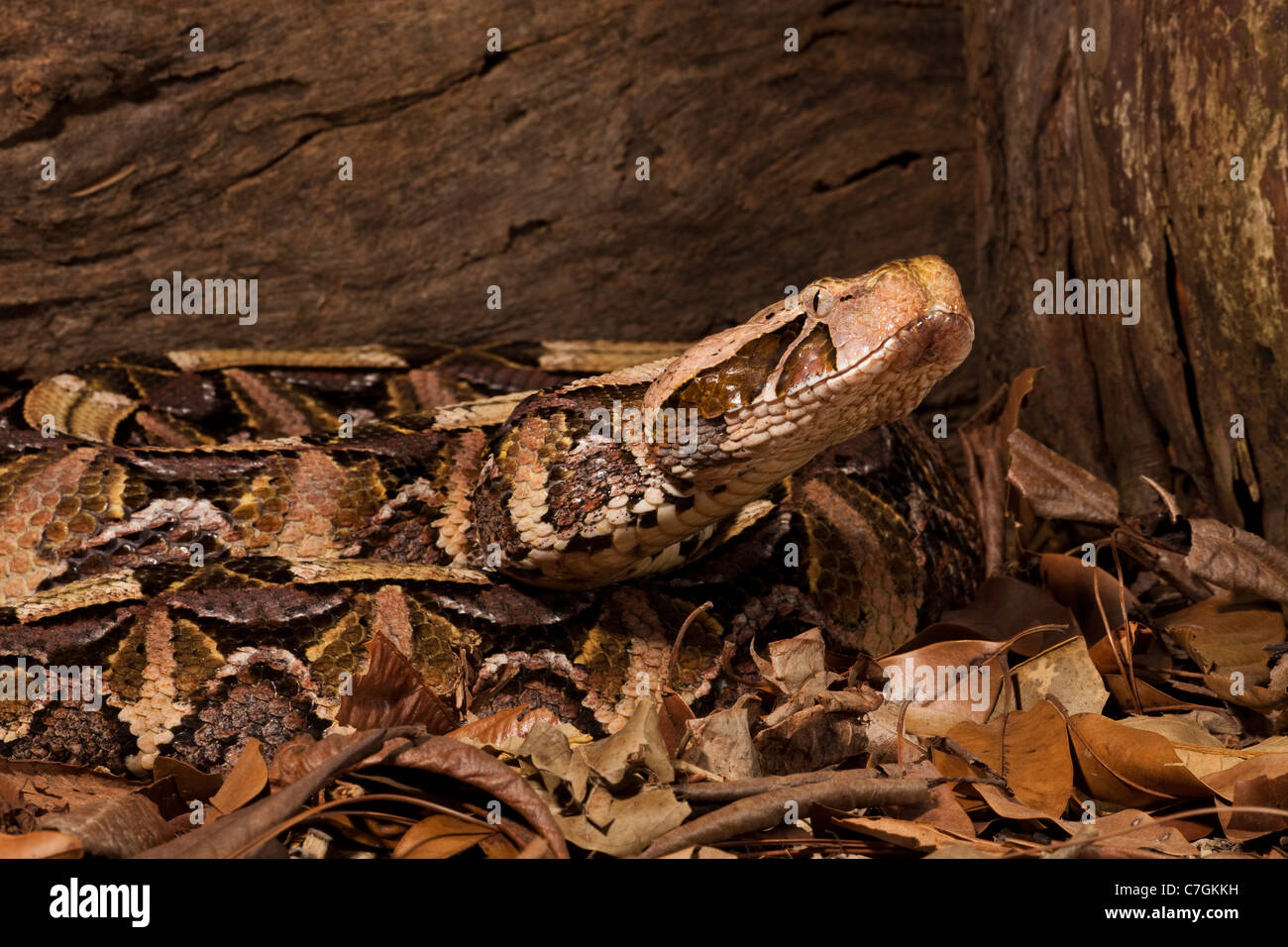 Gaboon viper hi-res stock photography and images - Alamy