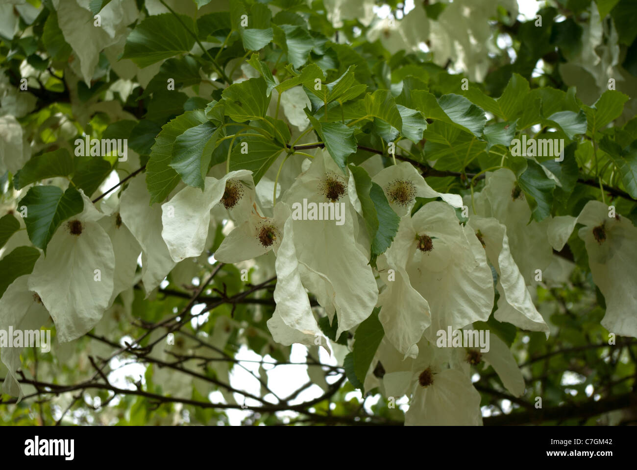 Davidia involucrata dove tree handkerchief tree hi-res stock ...