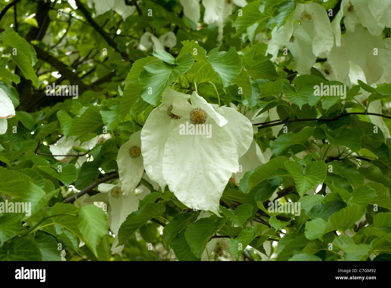 Davidia involucrata dove tree handkerchief tree hi-res stock ...
