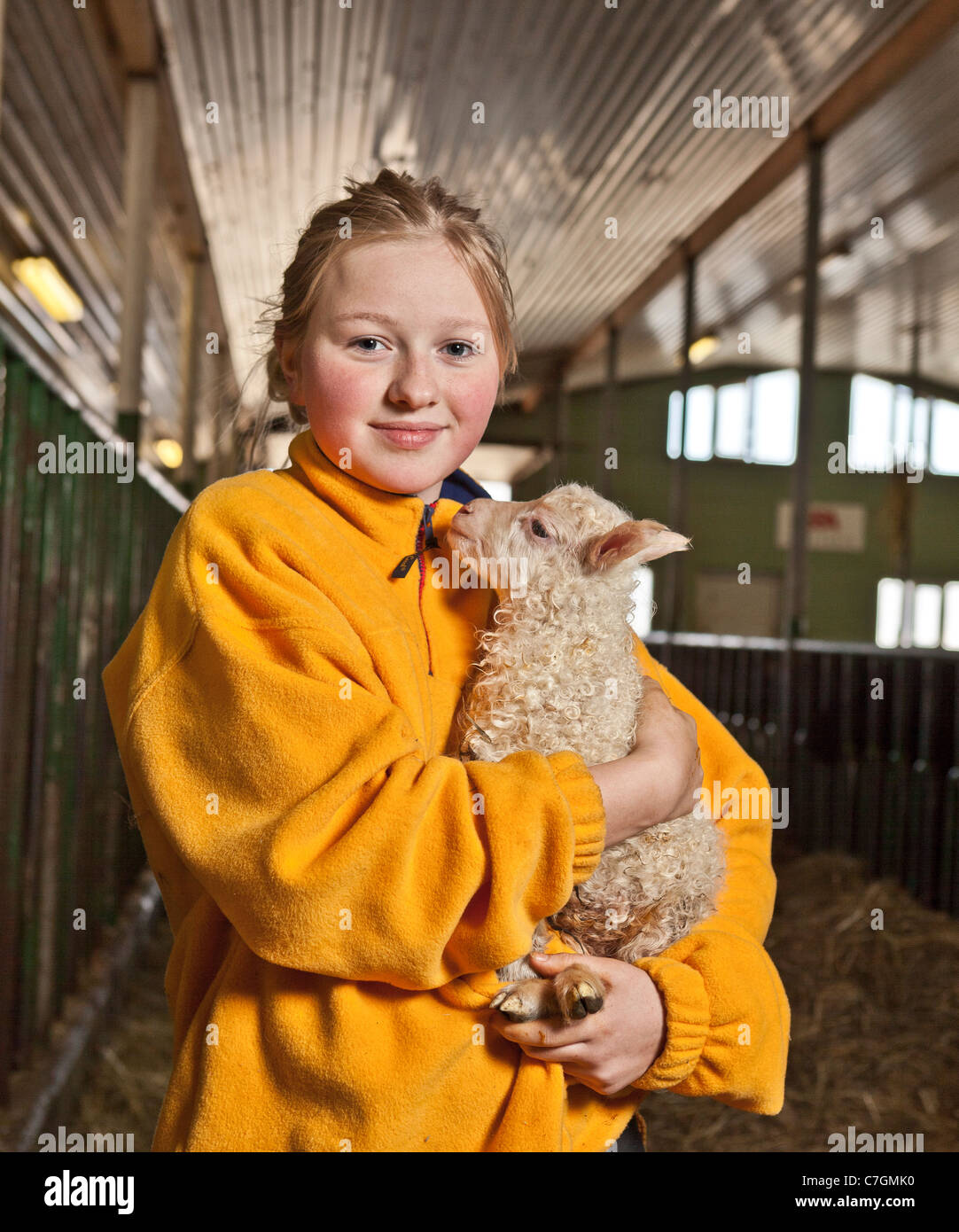 Young girl holding sheep, Kidafell Farm, Western Iceland Stock Photo ...