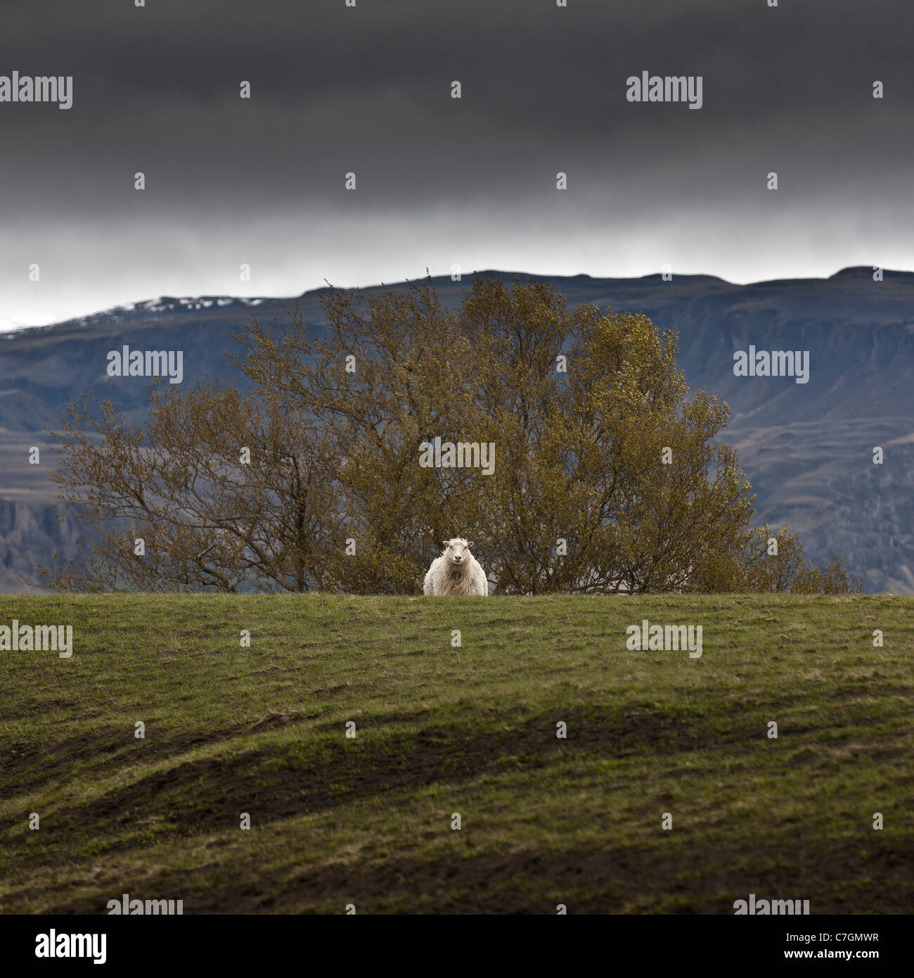 Lone sheep under tree .Ash covered landscape from Grimsvotn eruption ...