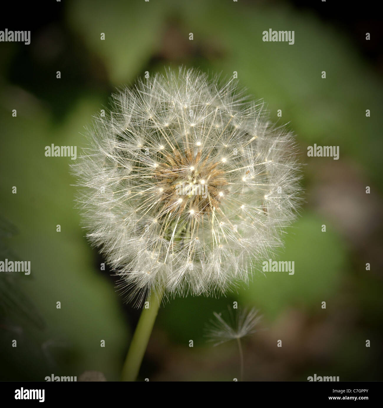 Dandelion clock in woodland area. Macro image in good natural light ...