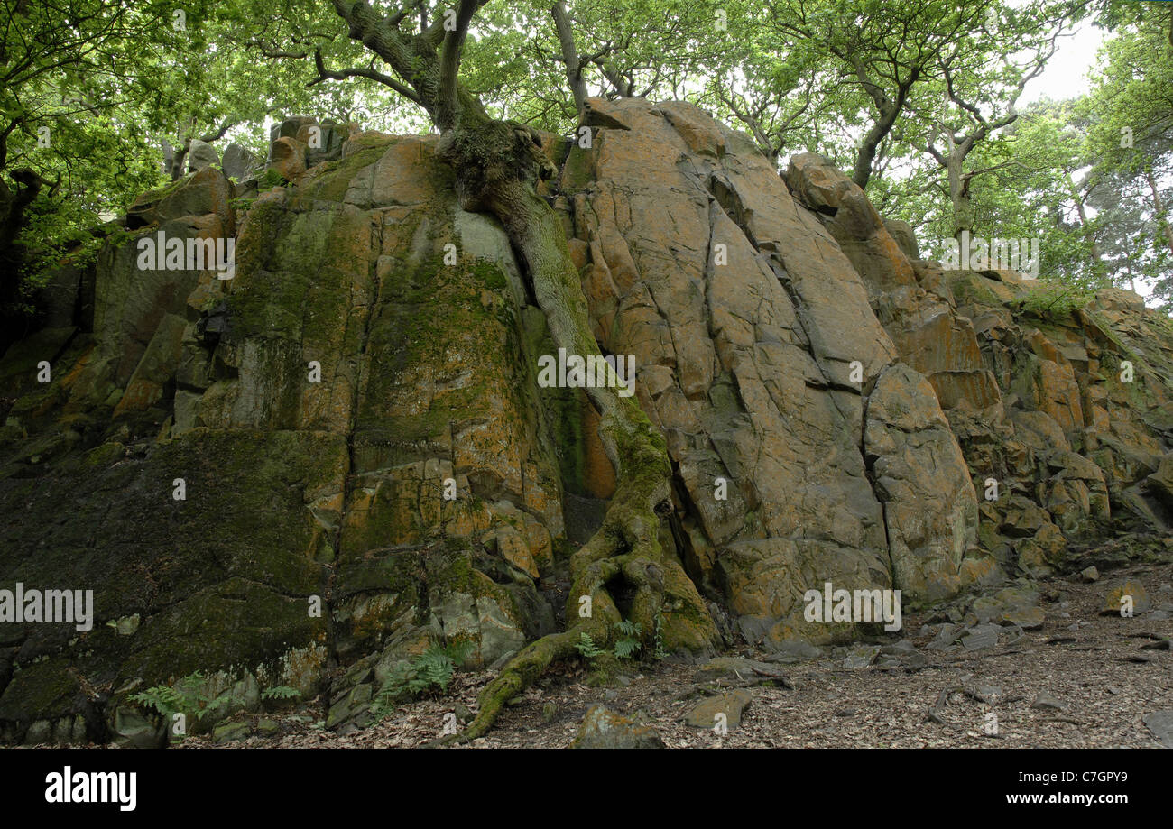 Precambrian rock outcrop in Charnwood Forest. These rocks are around ...