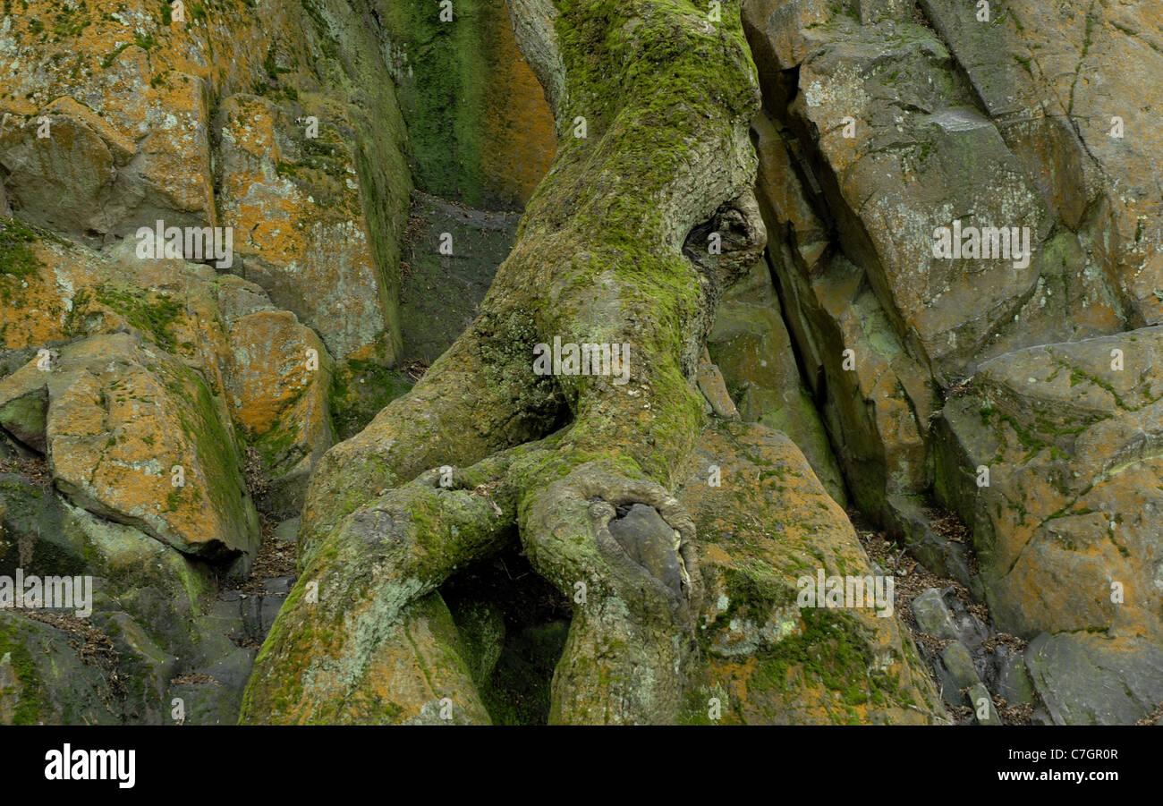 Precambrian rock outcrop in Outwoods, Charnwood Forest, Leicestershire ...