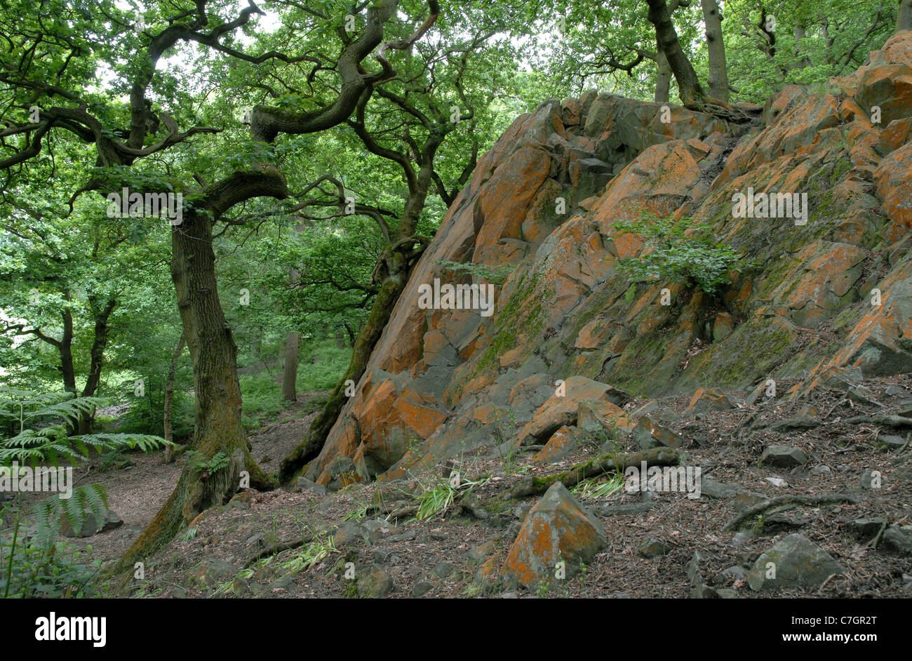 Precambrian rock outcrop in Outwoods, Charnwood Forest, Leicestershire ...
