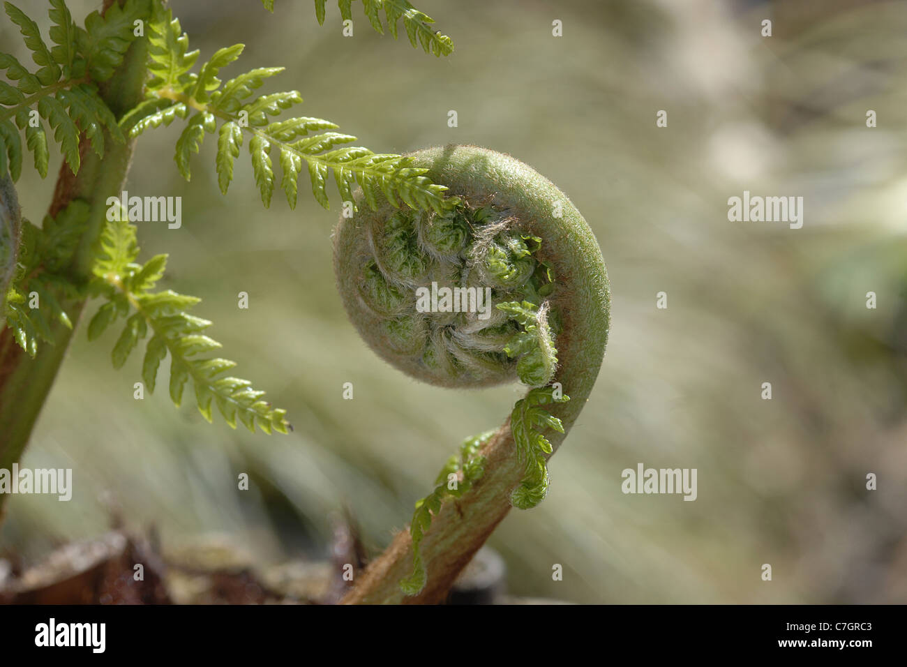 Tree fern frond unwinding.Taken in rural garden in good natural light ...