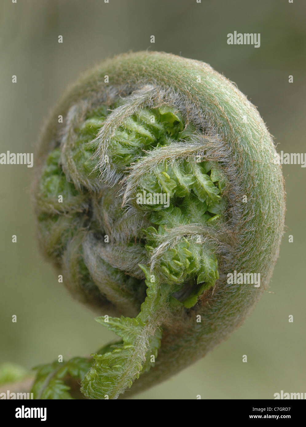 Frond tree hi-res stock photography and images - Alamy