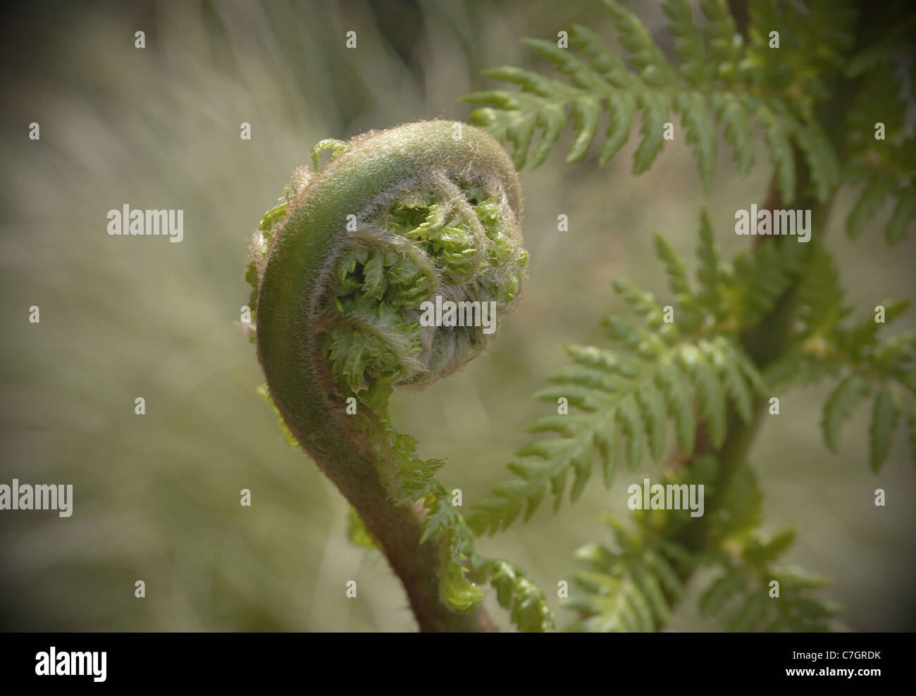 Tree fern frond unwinding.Taken in rural garden in good natural light ...