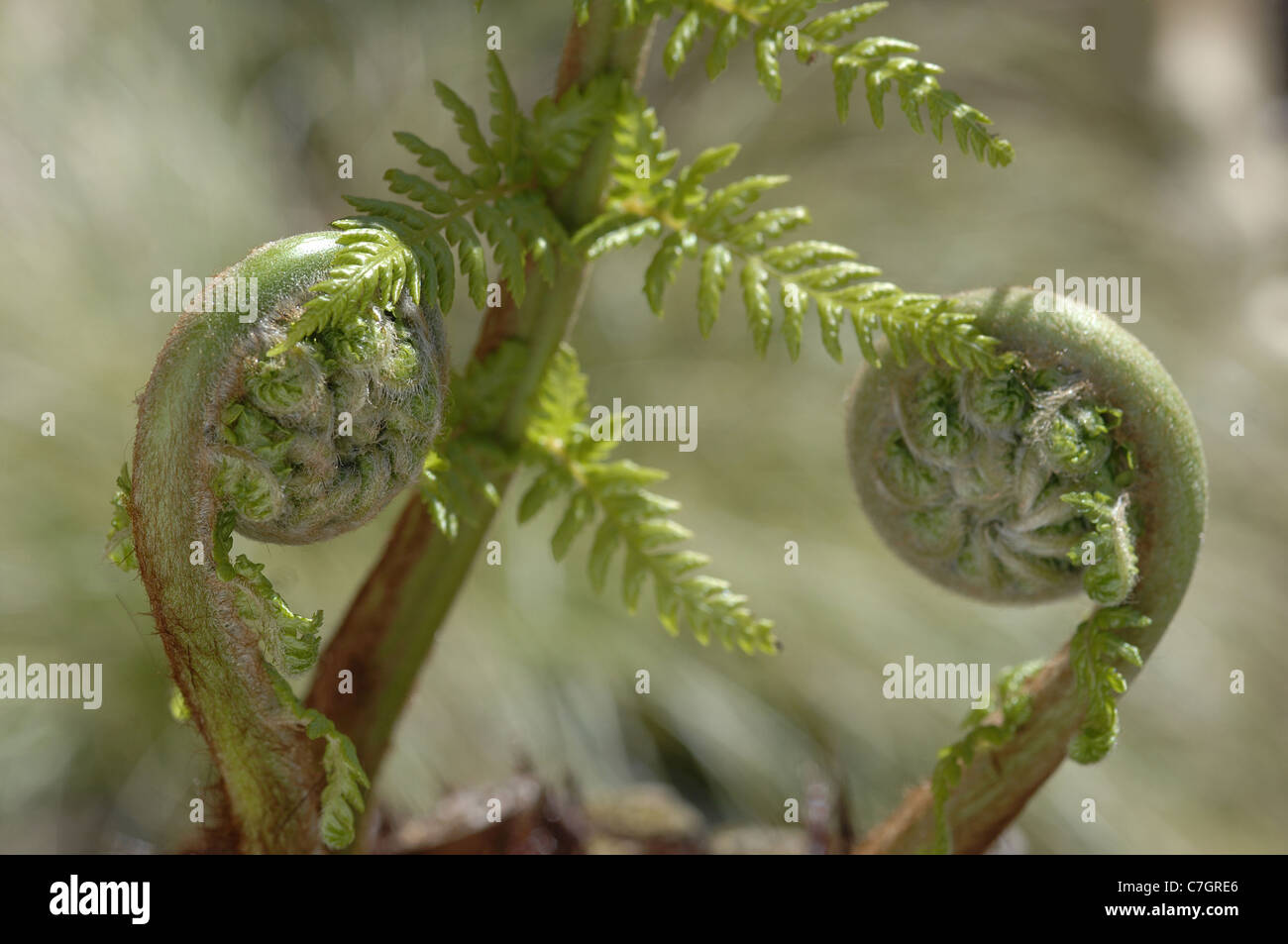 Tree fern frond unwinding.Taken in rural garden in good natural light ...
