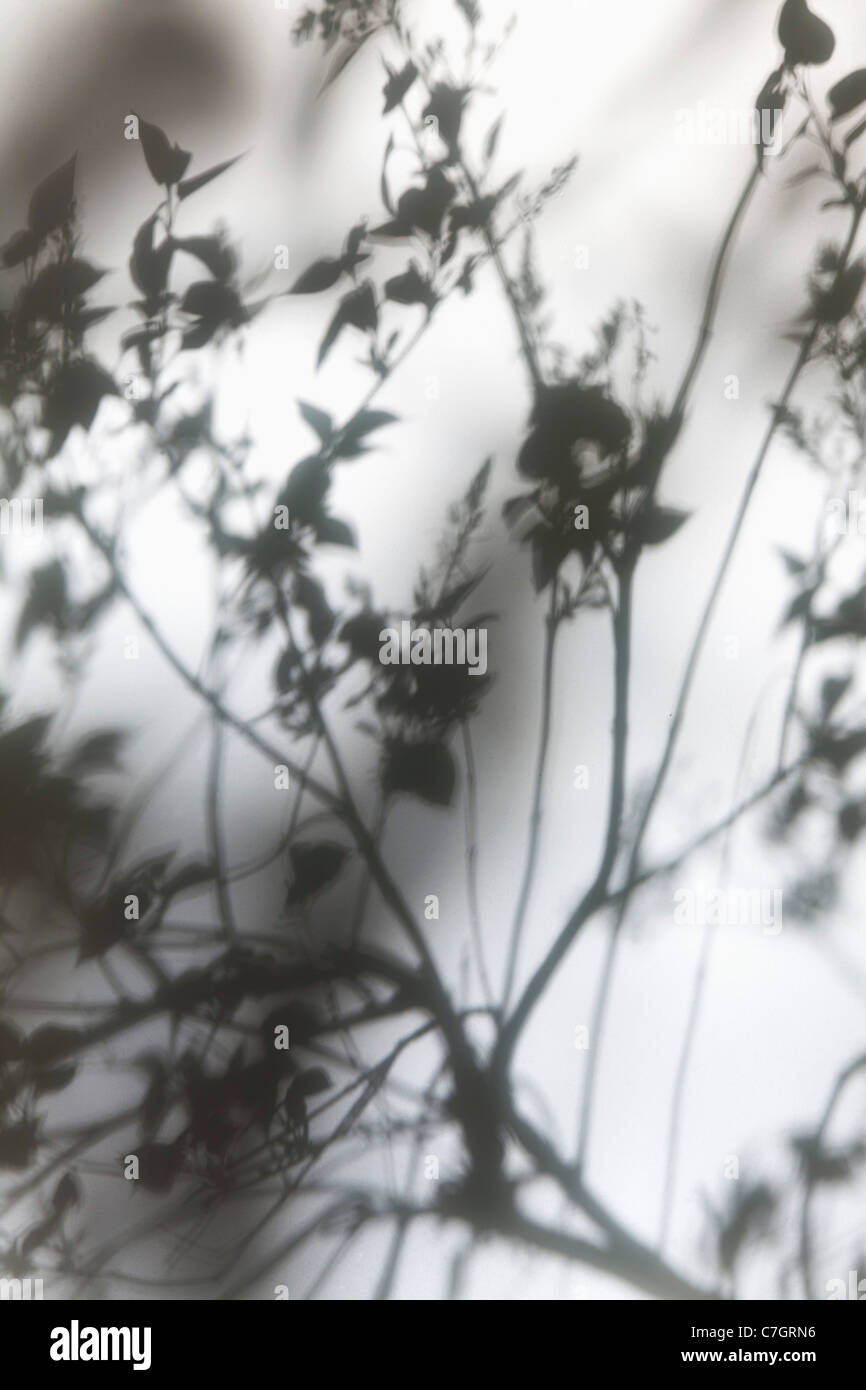 A tree branch silhouetted against a screen Stock Photo - Alamy