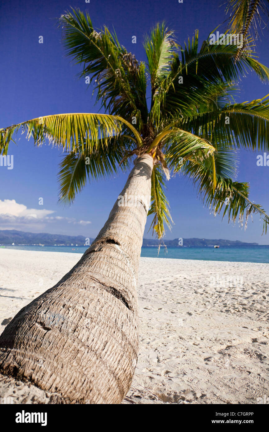 Single palm tree on white sand beach, Boracay island, Philippines Stock ...