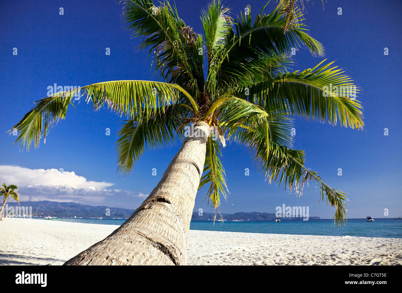 Philippines Coconut Tree Stock Photos & Philippines Coconut Tree Stock ...