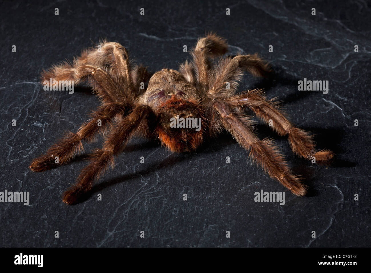Preserved tarantula hi-res stock photography and images - Alamy
