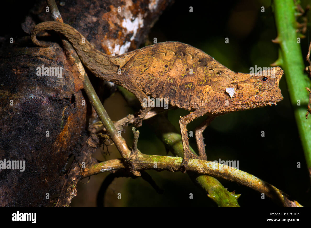 Mini smallest Chameleon Chamäleon BROOKESIA madagascar standing upright ...