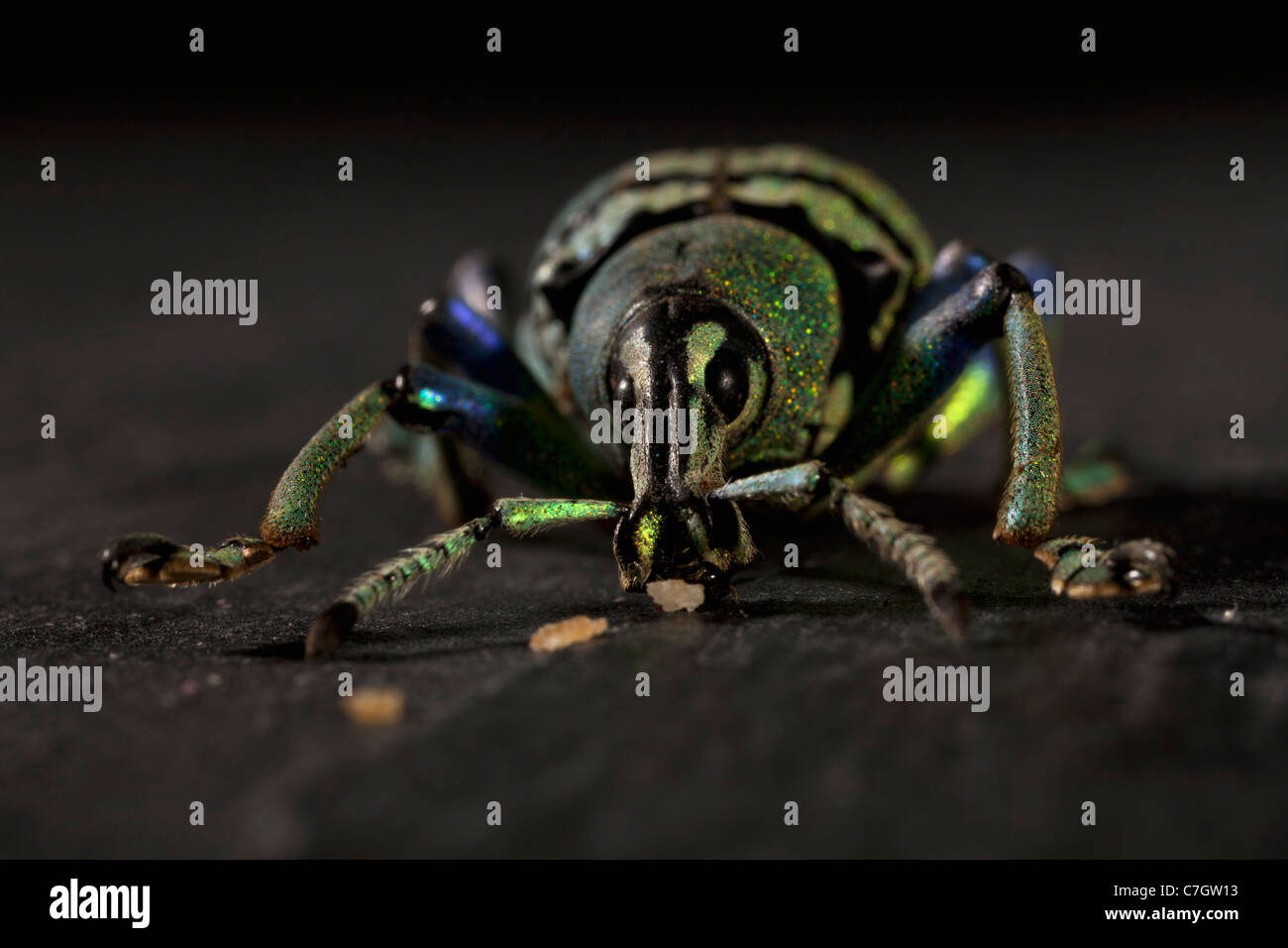 A Weevil, Eupholus Schoenherri Stock Photo - Alamy