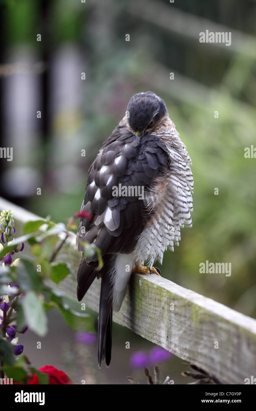 Sparrowhawk hi-res stock photography and images - Alamy