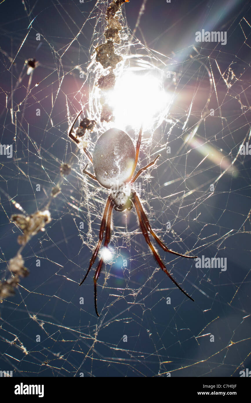 Spider hanging hi-res stock photography and images - Alamy