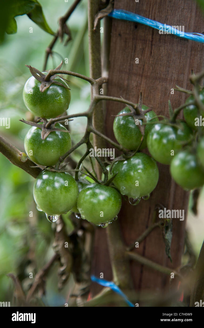 Green tomato tomatoes vine growing hi-res stock photography and images ...