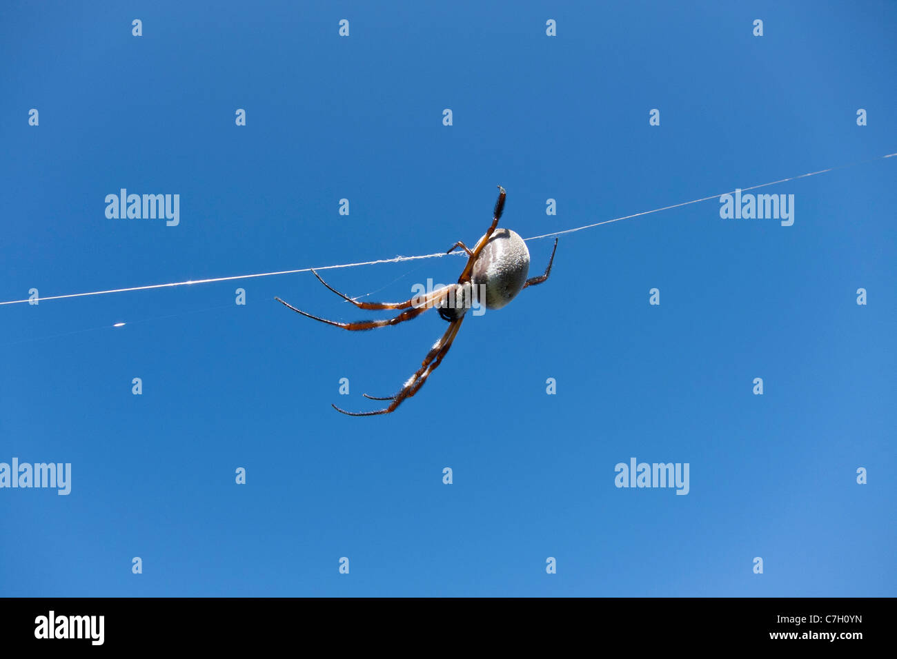 A spider crawling down a spider web thread Stock Photo - Alamy