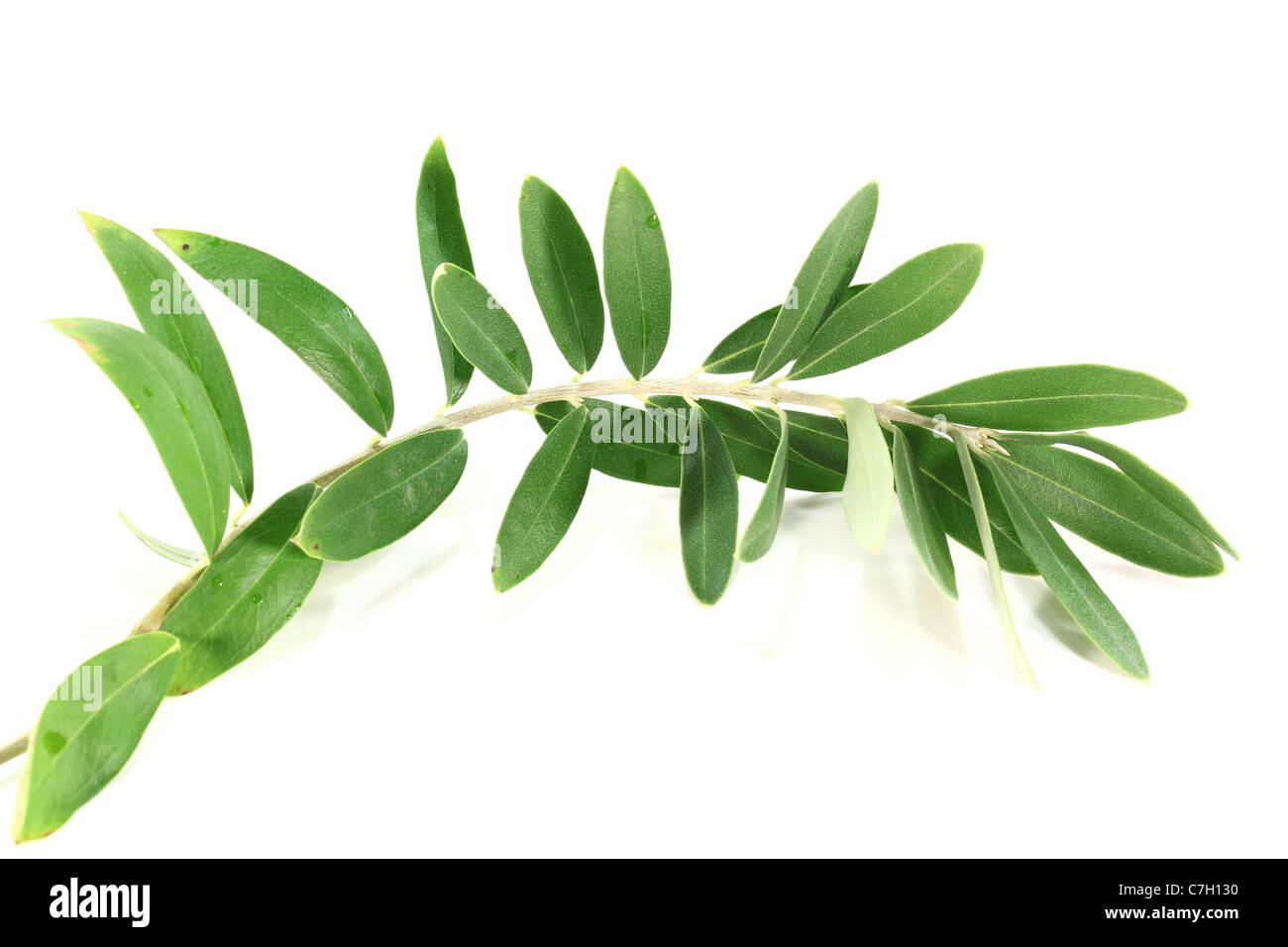 fresh green olive branch on a white background Stock Photo - Alamy