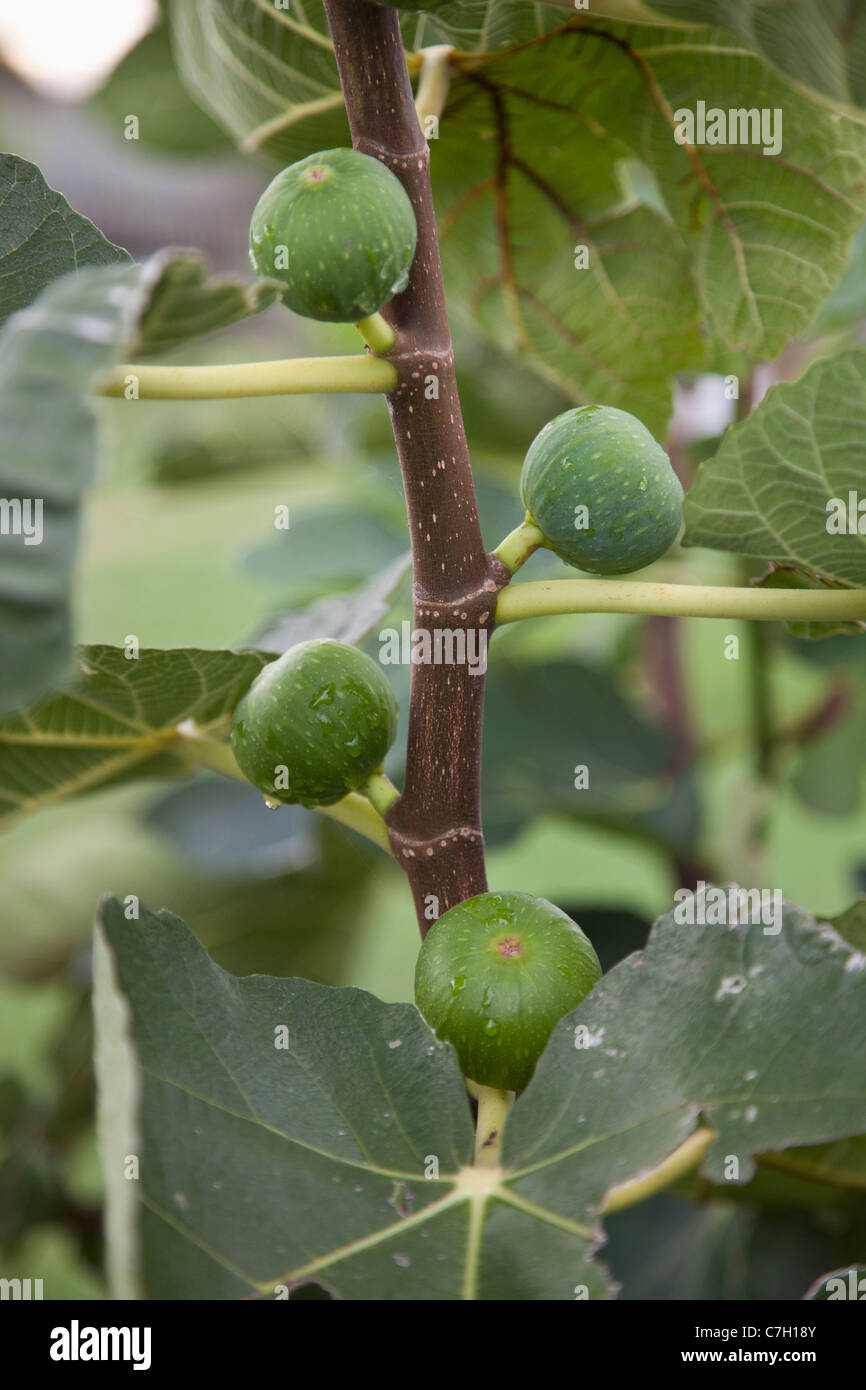 Figs on a fig tree hi-res stock photography and images - Alamy