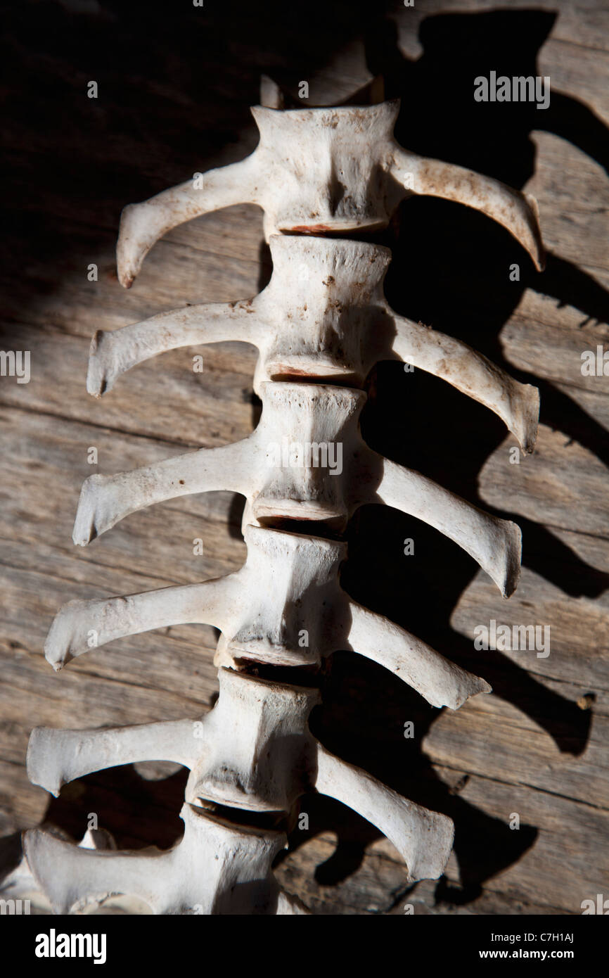 Animal Spine Stock Photos & Animal Spine Stock Images - Alamy