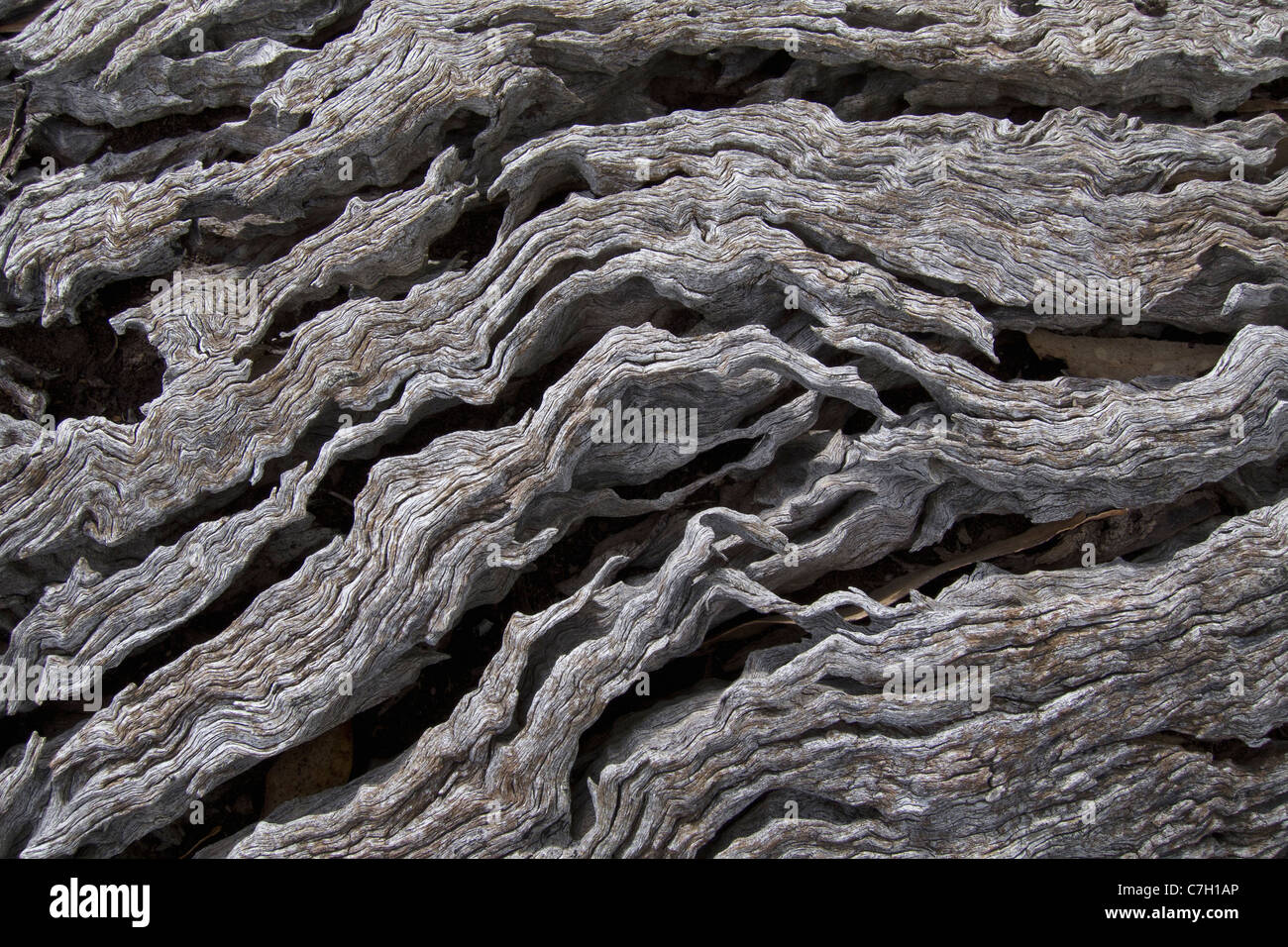 The bark of a dead tree Stock Photo - Alamy
