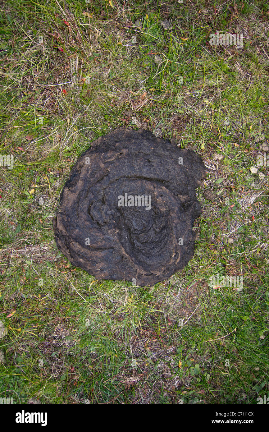 Cow dung on grass Stock Photo - Alamy