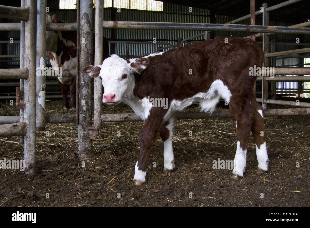 A calf standing in a barn Stock Photo - Alamy
