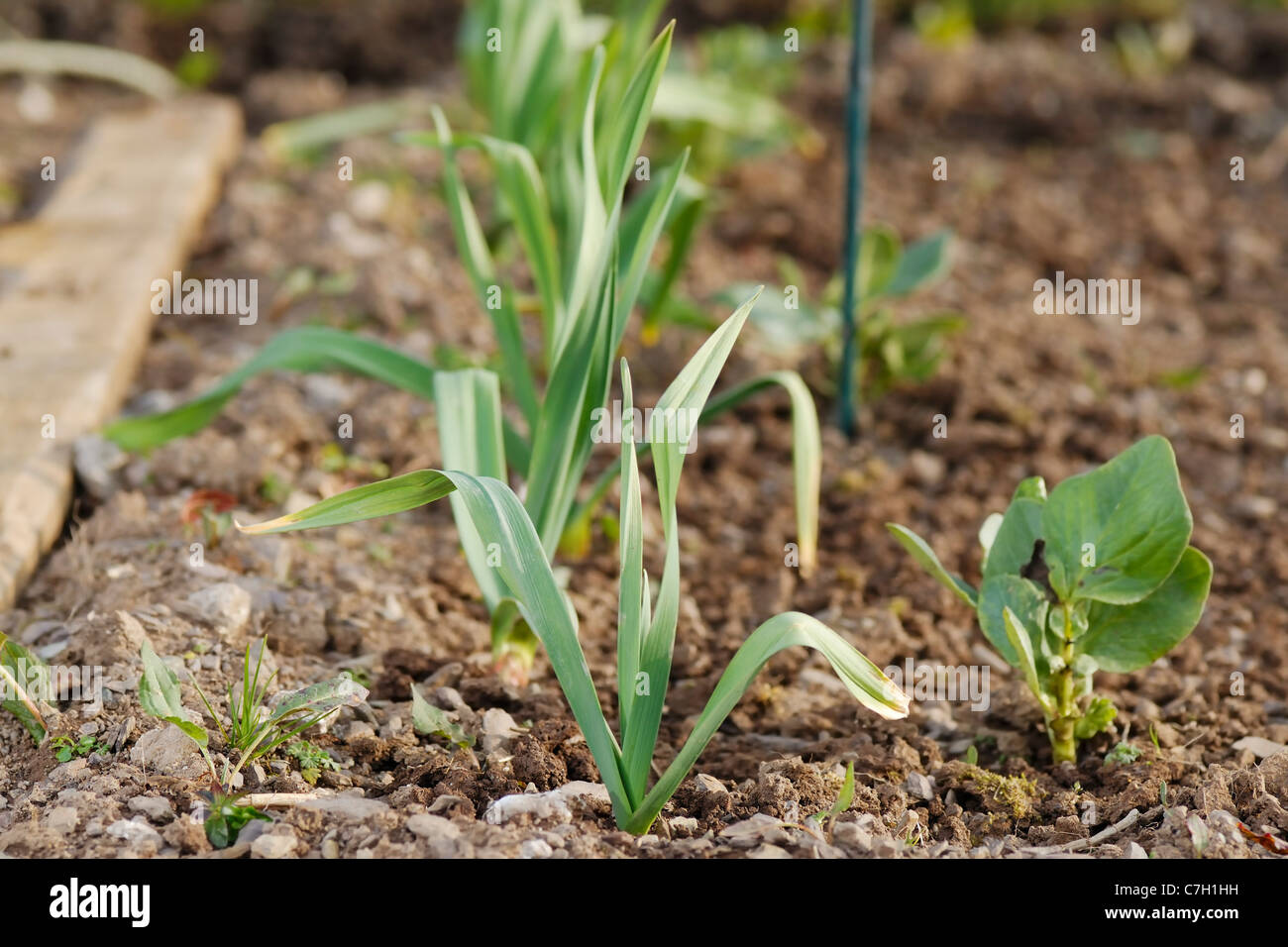 Row of young healthy garlic (Allium sativum) plants and broad beans ...