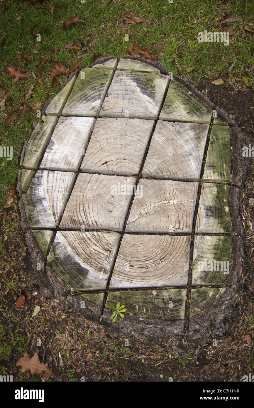A grid pattern cut into a tree stump Stock Photo - Alamy