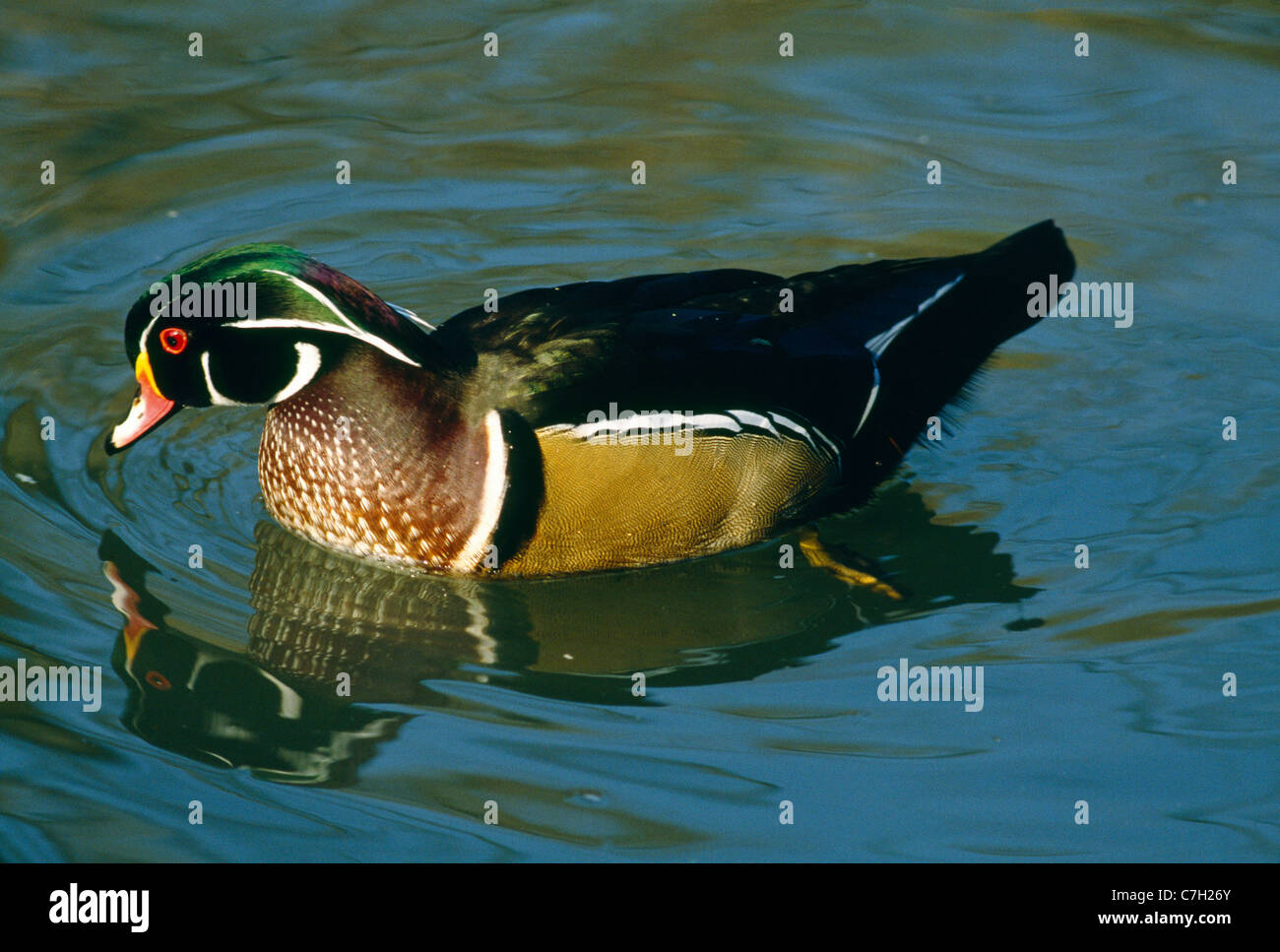 WOOD DUCK (AIX SPONSA Stock Photo - Alamy