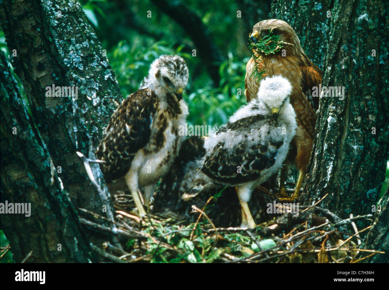 RED SHOULDERED HAWK WITH FRESH NEST MATERIAL AT NEST WITH JUVENILE ...